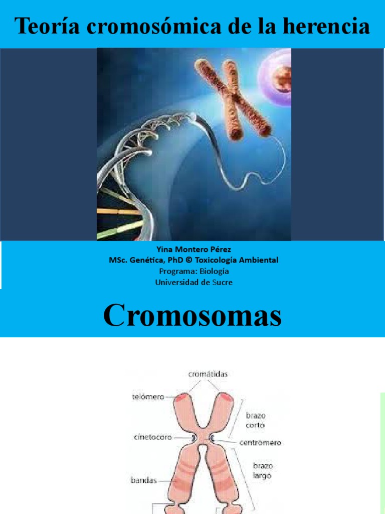 2-Teoría Cromosómica de La Herencia-Ciclo Celular | PDF | Mitosis | Mitosis