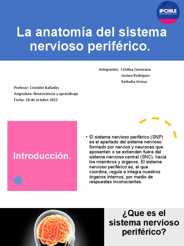 La Anatomía Del Sistema Nervioso Periférico | PDF | Sistema nervioso ...