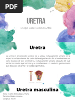 Anatomía y porciones de la uretra masculina | PDF