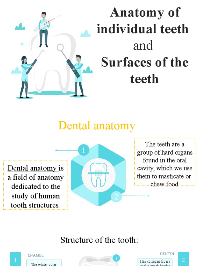Dental Anatomy: Tooth Structures Explained | PDF | Dental Anatomy | Tooth