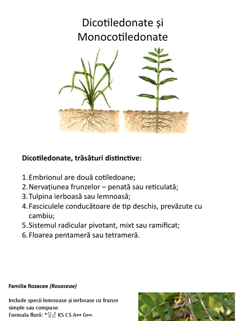 Dicotiledonate Si Monocotiledonate | PDF