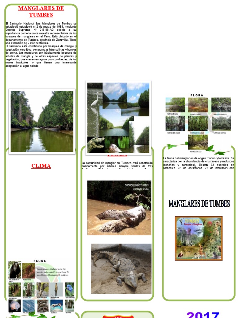 Manglares de Tumbes: Flora y Fauna | PDF