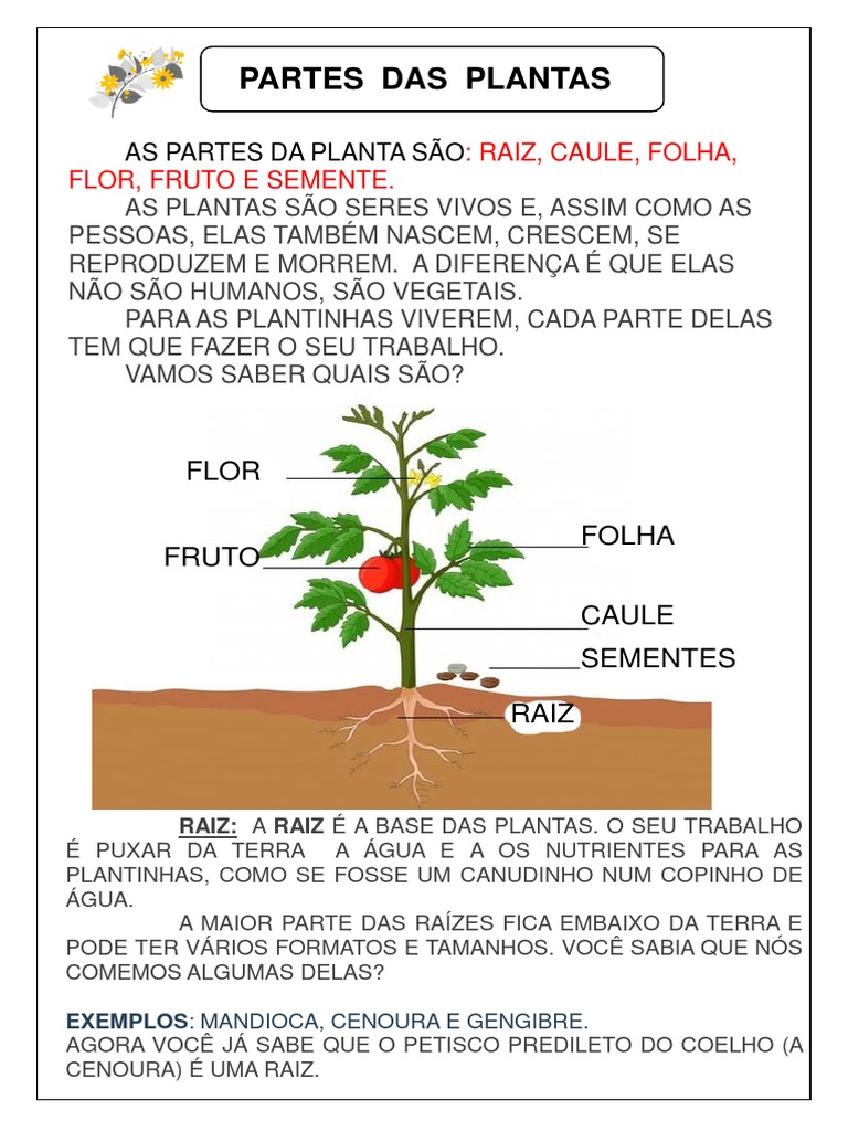 Partes e Funções das Plantas | PDF | Raiz | Plantas