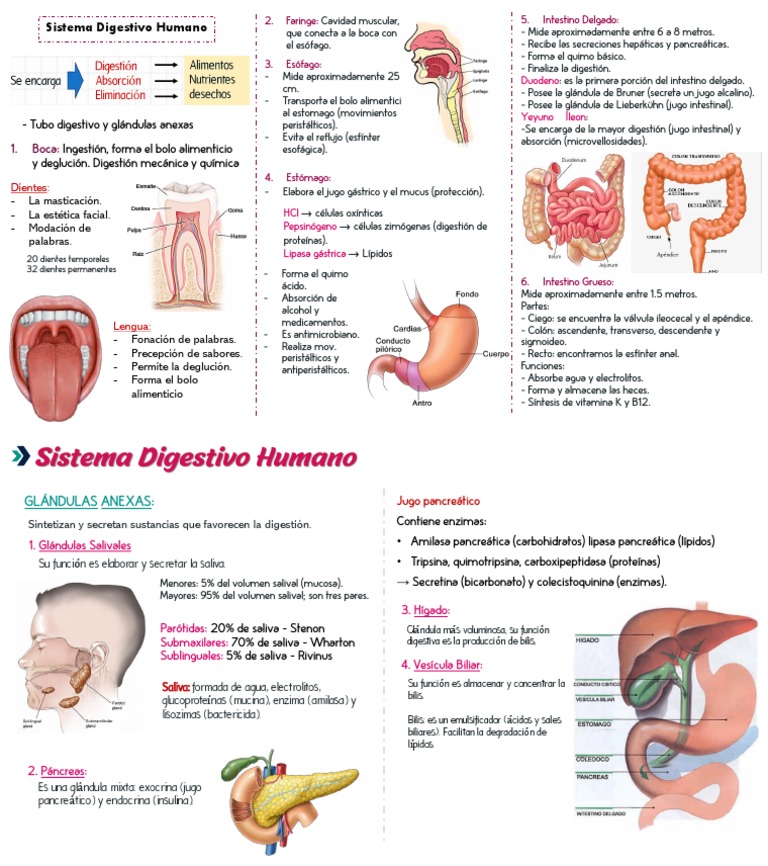 Sistema Digestivo Humano | PDF | Digestión | Sistema digestivo humano
