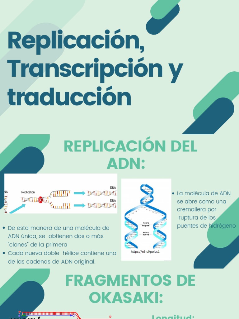 Replicacion, Transcripcion y Traduccion | PDF | Traducción (biología) | Ribosoma