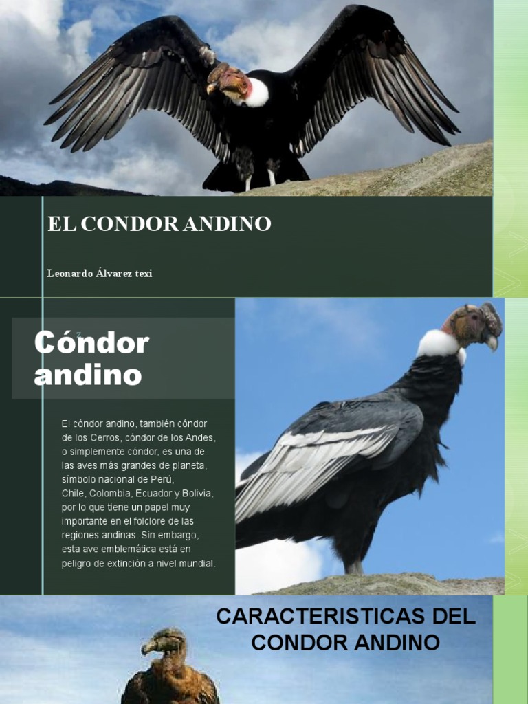 El Cóndor Andino: Ave Emblemática | PDF
