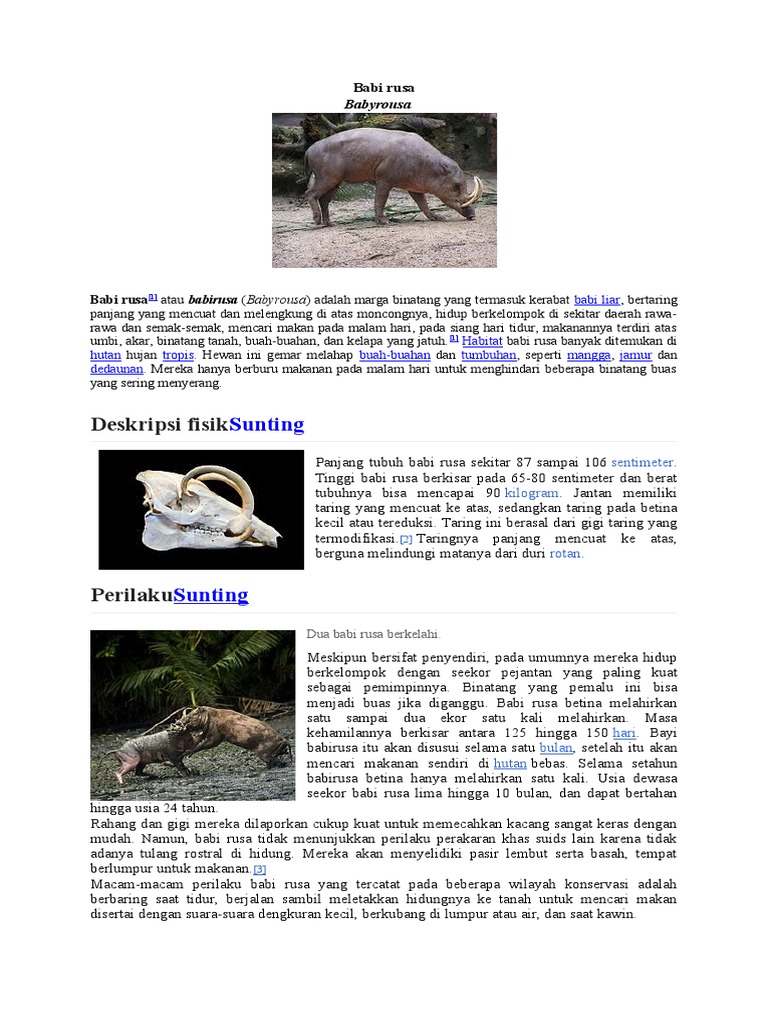 Babi Rusa | PDF