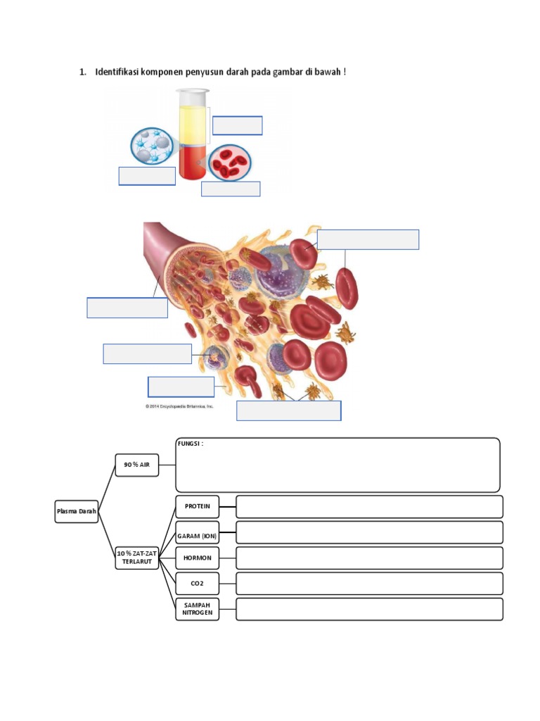 LKPD Komponen Darah | PDF