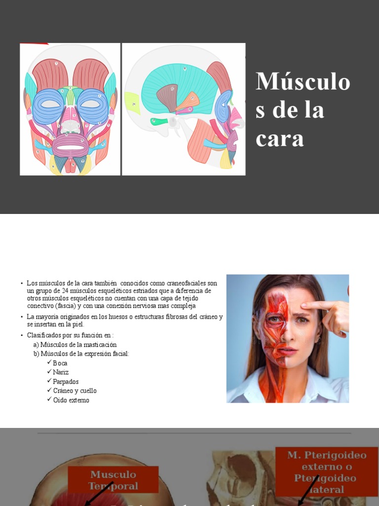 Anatomía y Función de los Músculos Faciales | PDF
