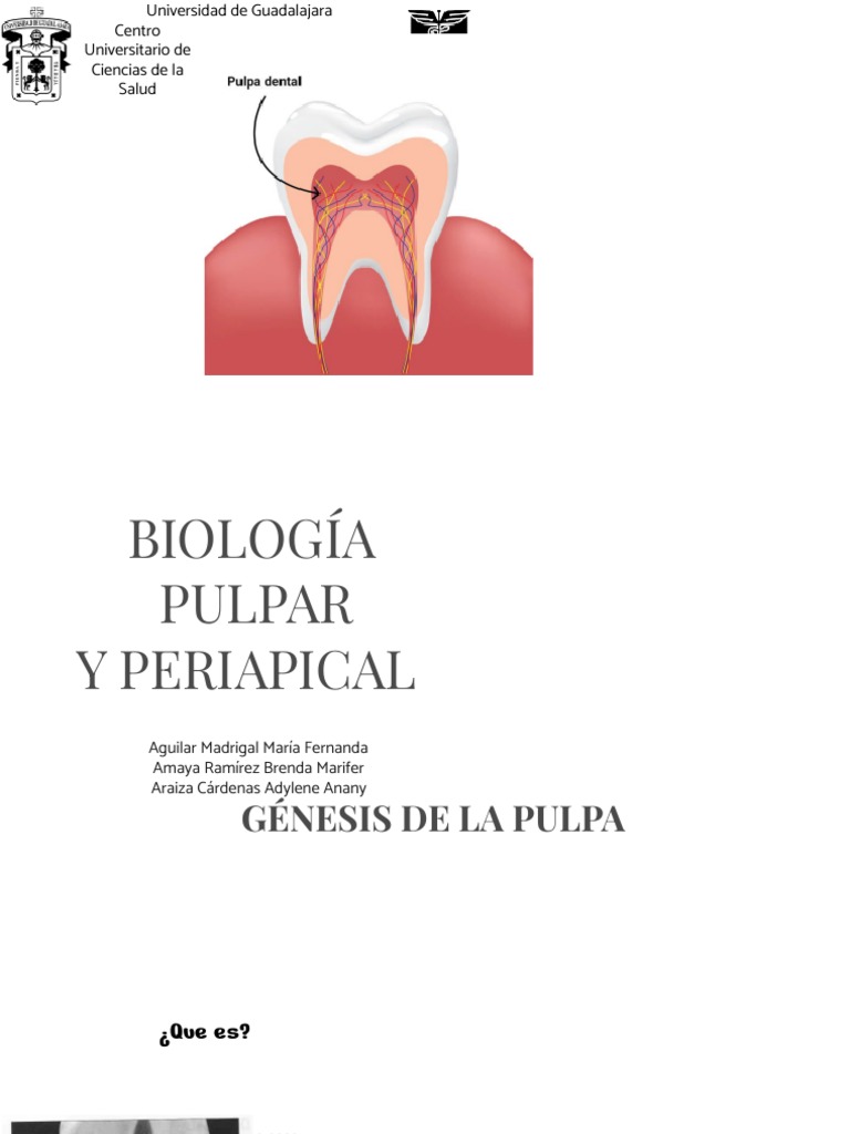 Biología Pulpar y Periapical | PDF