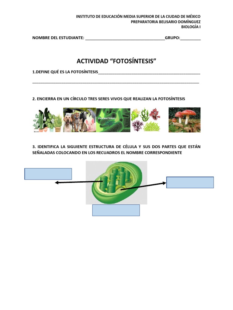 Actividades de Fotosíntesis y Respiración | PDF | Respiración celular ...