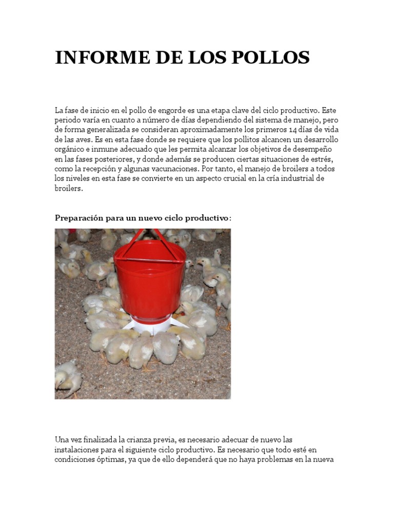 Informe de Los Pollos | PDF
