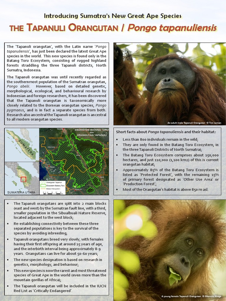 Pongo Tapanuliensis A4 English | PDF | Orangutan | Ape