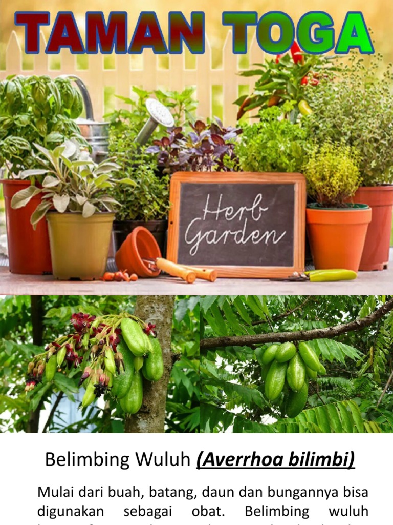 TOGA (Tanaman Obat Keluarga) | PDF