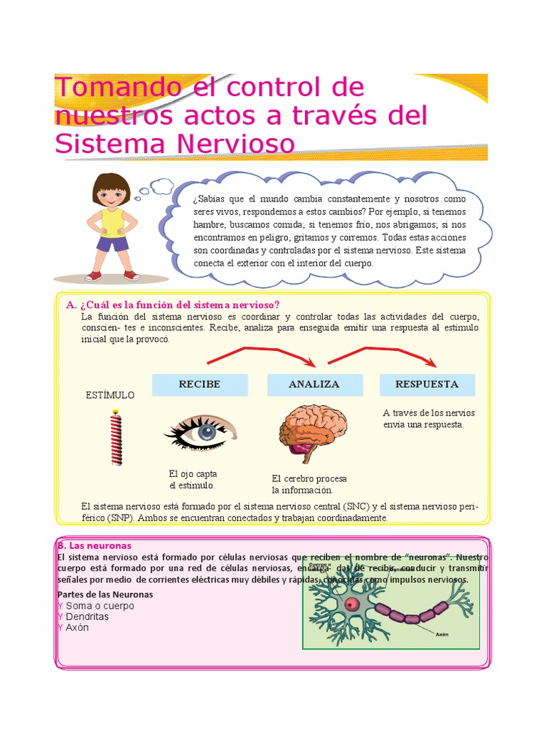 Sistema Nervioso | PDF | Sistema nervioso | Cerebro