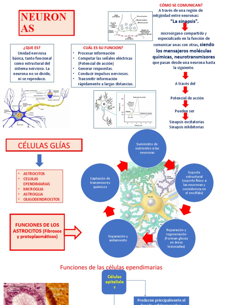 Funciones de Las Neuronas y Glias | PDF | Sinapsis | Neurona