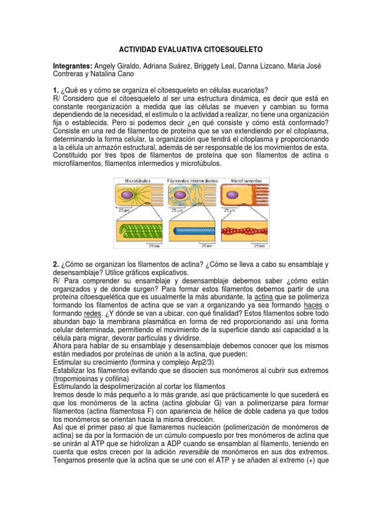Actividad Citoesqueleto | PDF | Microtúbulos | Actina