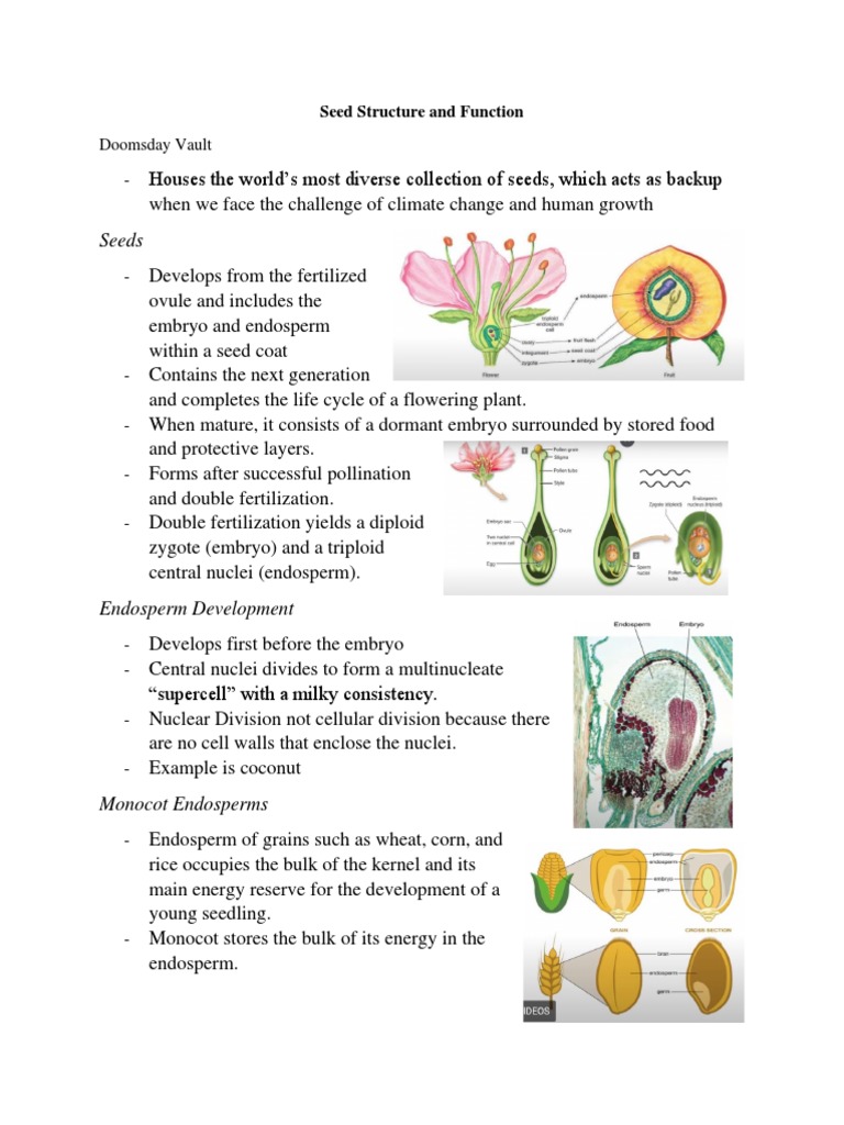 Seed Structure and Function | PDF | Seed | Germination