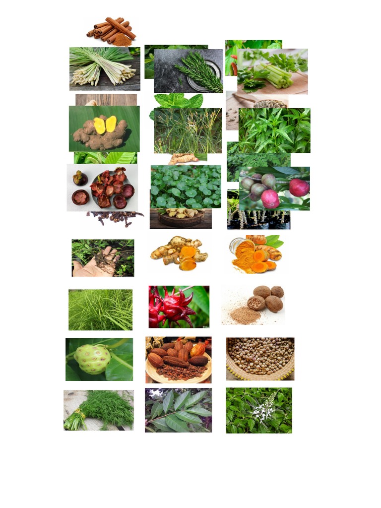 Gambar Simplisia | PDF