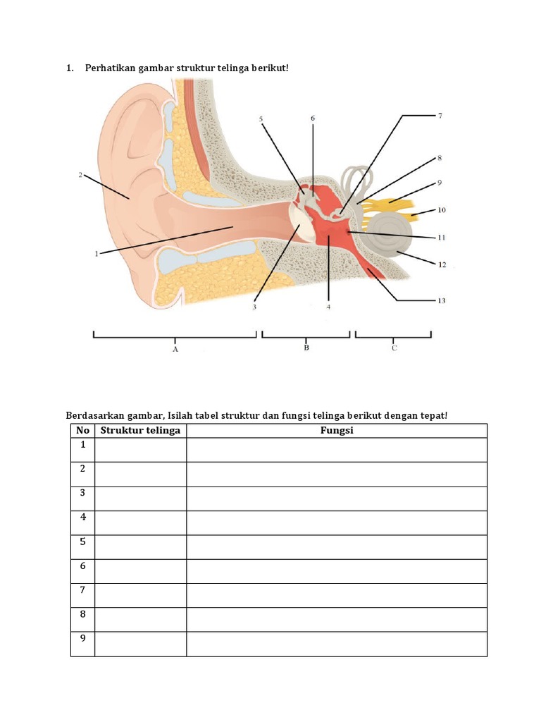 Perhatikan Gambar Struktur Telinga Berikut | PDF
