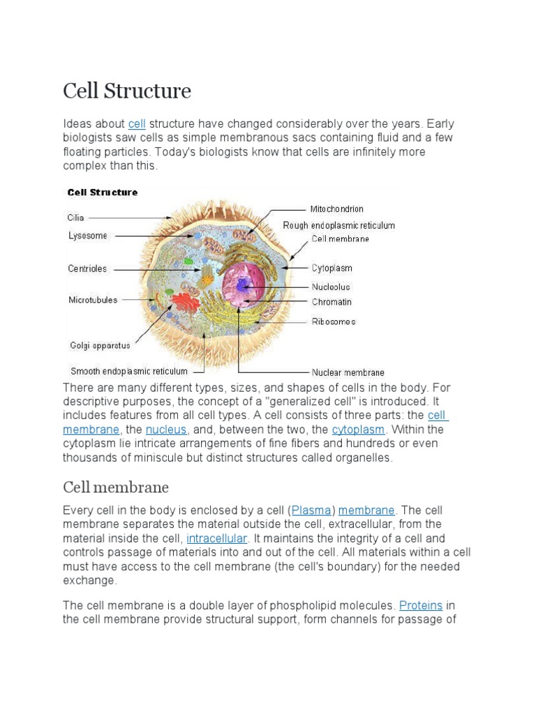 Cell Structure | PDF | Cell (Biology) | Cytoplasm
