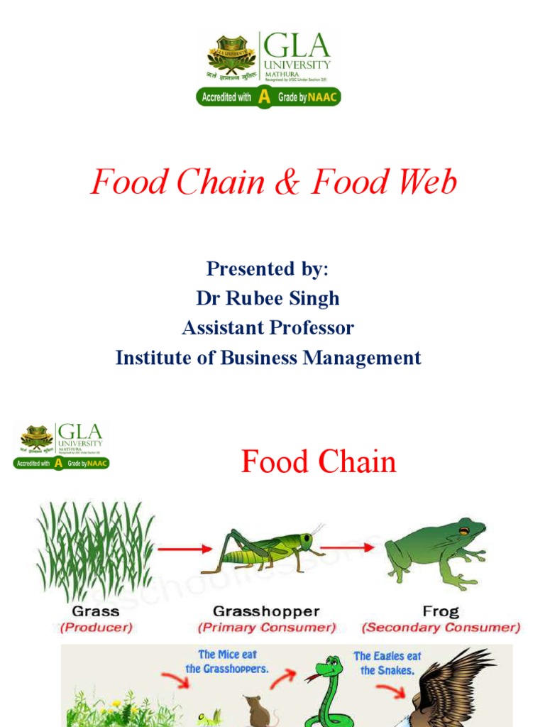 Food Chain, Food Web and Ecological Pyramids | PDF | Food Web | Biomass ...