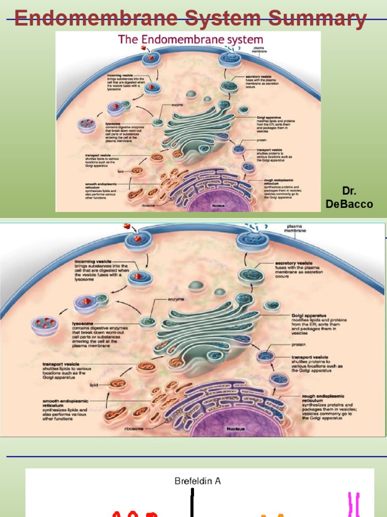 Endomembrane System Summary | PDF | Endoplasmic Reticulum | Biochemistry