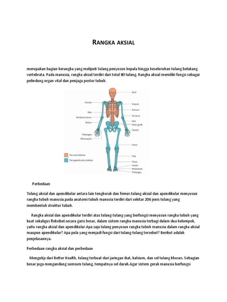 Anatomi Rangka Aksial dan Apendikular | PDF