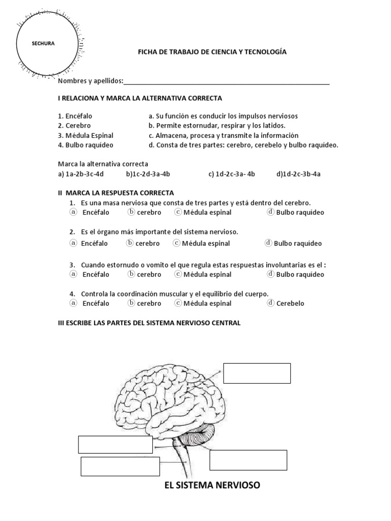 Examen Del Sistema Nervioso | PDF | Cerebro | Sistema nervioso Examen Del Sistema Nervioso | PDF | Cerebro | Sistema nervioso