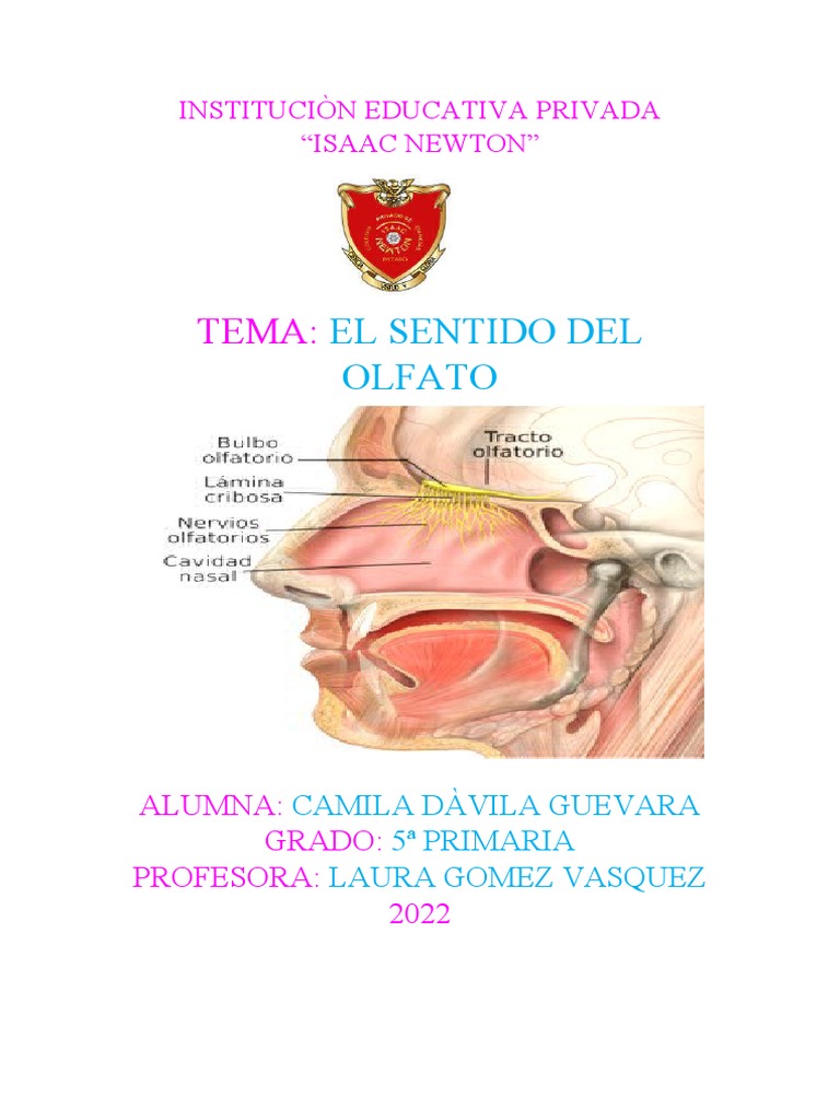 Qué Es El Olfato | PDF | Anatomía humana | Anatomía