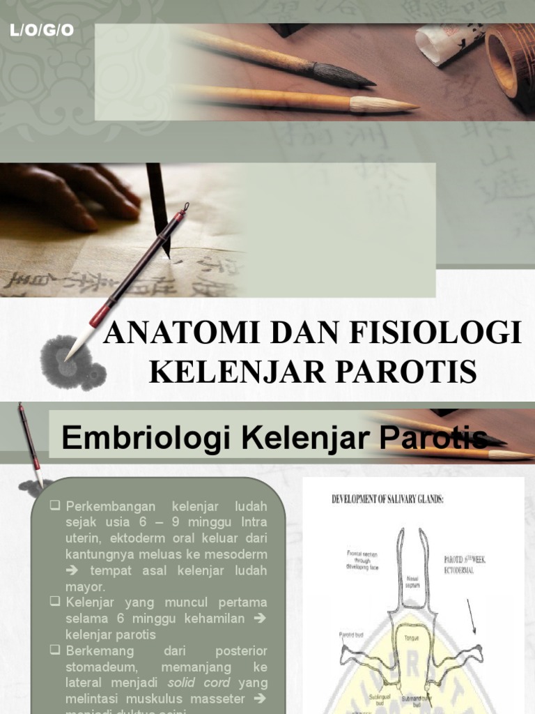 Anatomi Dan Fisiologi Kelenjar Parotis | PDF