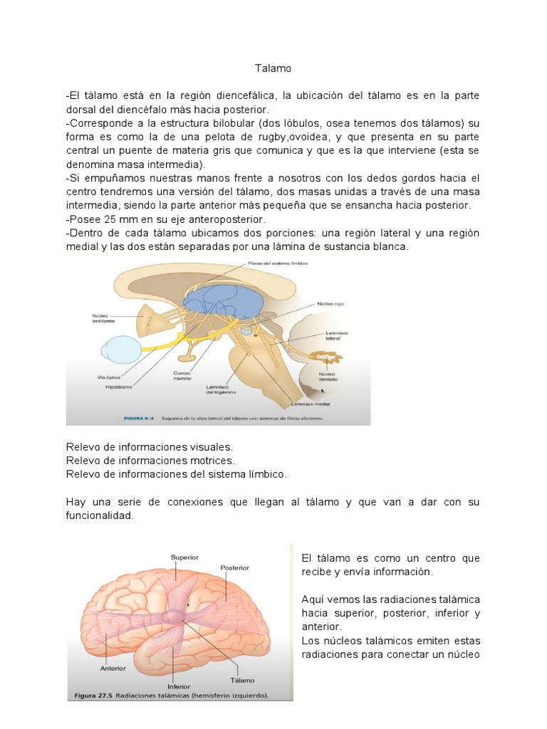 Resumen Completo TALAMO | PDF | Corteza cerebral | Tálamo