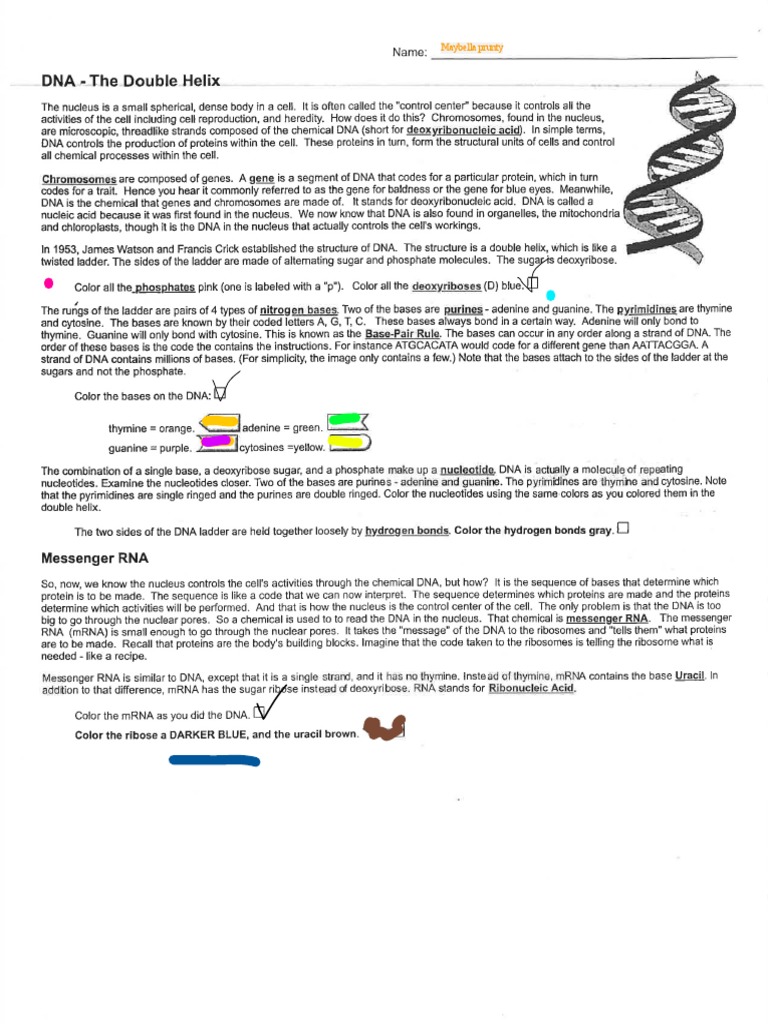 DNA Structure | PDF | Dna | Rna