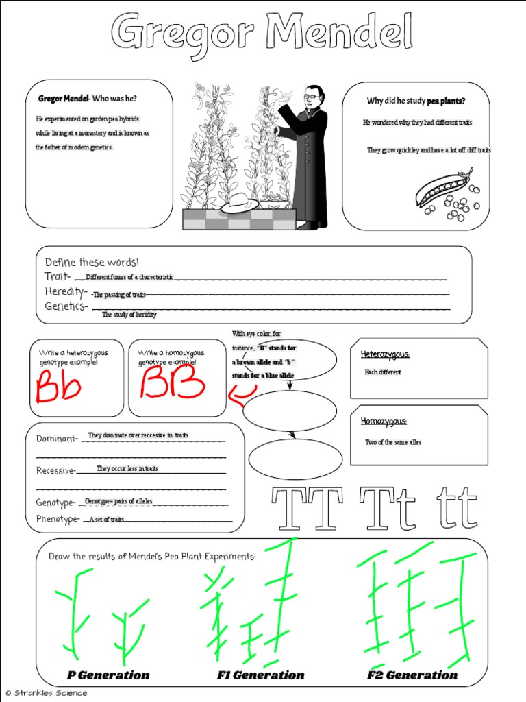 Mendel's Pea Plant Genetics Explained | PDF | Language Arts & Discipline