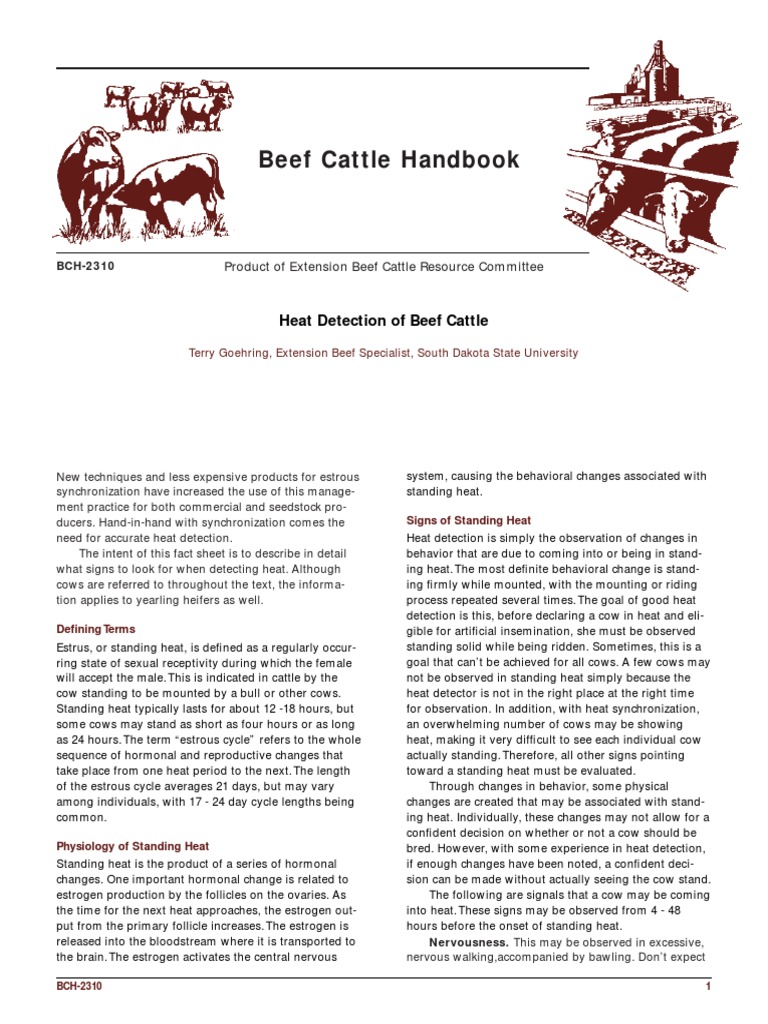 Heat Detection in Cattle Management | PDF | Cattle | Calf