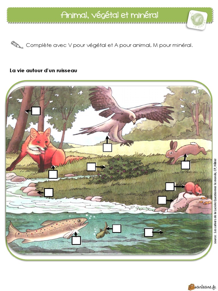 Distinguer Animal, Végétal Et Minéral | PDF | Organismes