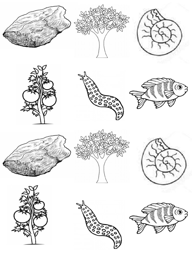 Tri Image Végétal Animal Minéral | PDF