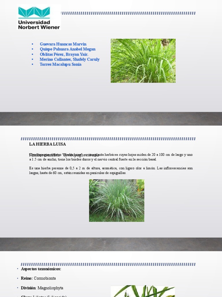 Hierba Luisa | PDF | Aceite esencial | Petróleo