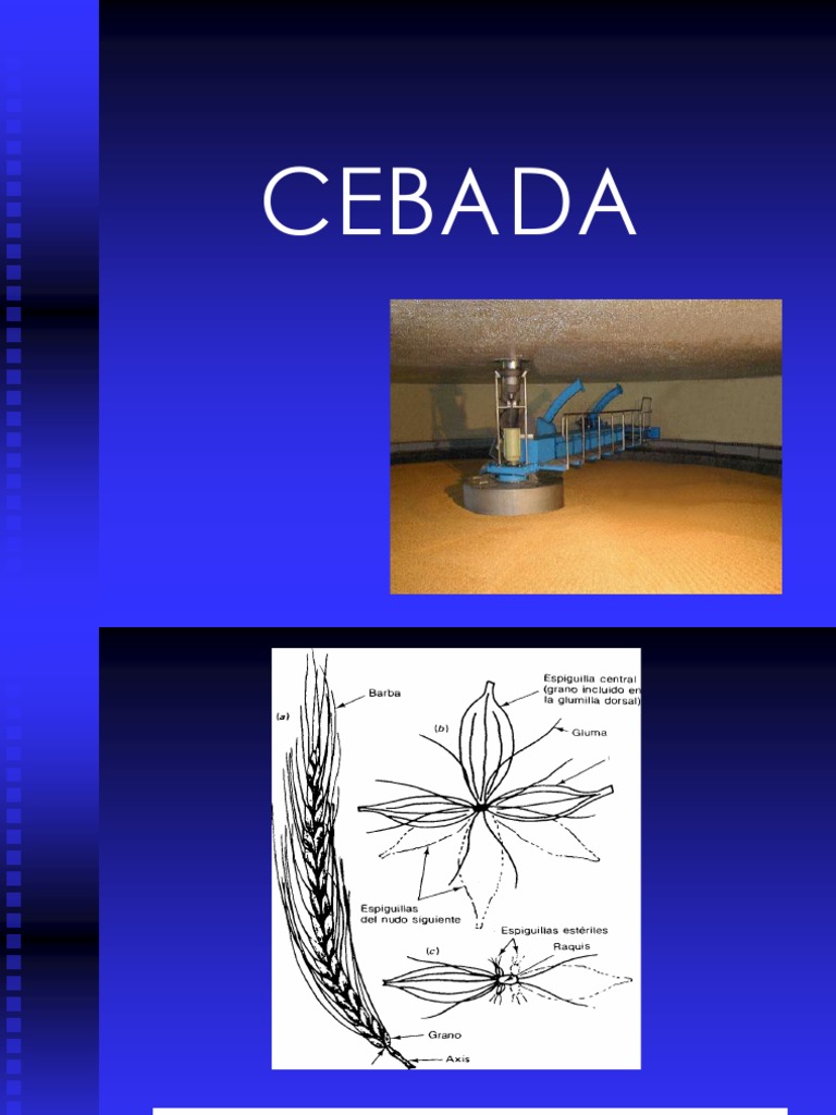 Grano de Cebada y Proceso de Malteado | PDF | Germinación | Cebada