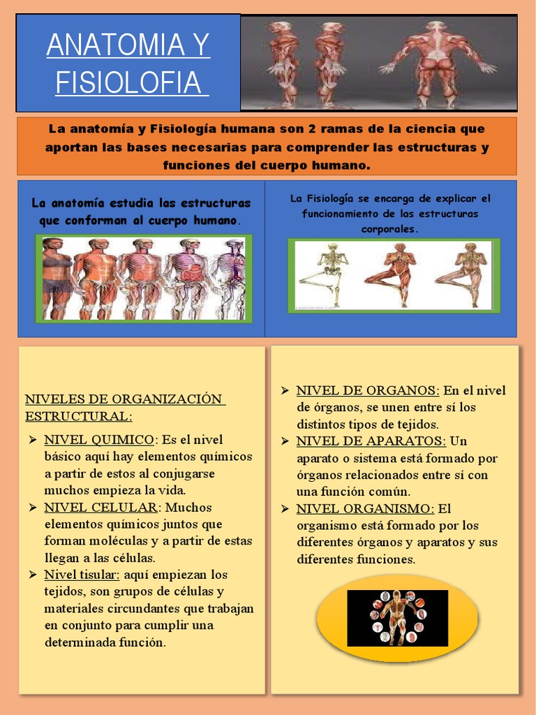 Understanding the Structure and Function of the Human Body | PDF