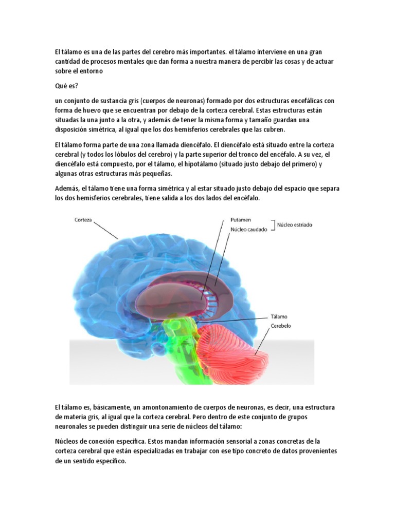 El Tálamo Es Una de Las Partes Del Cerebro Más Importantes | PDF ...