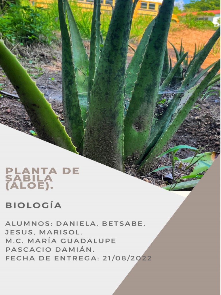 Sabila Proyecto 2 | PDF