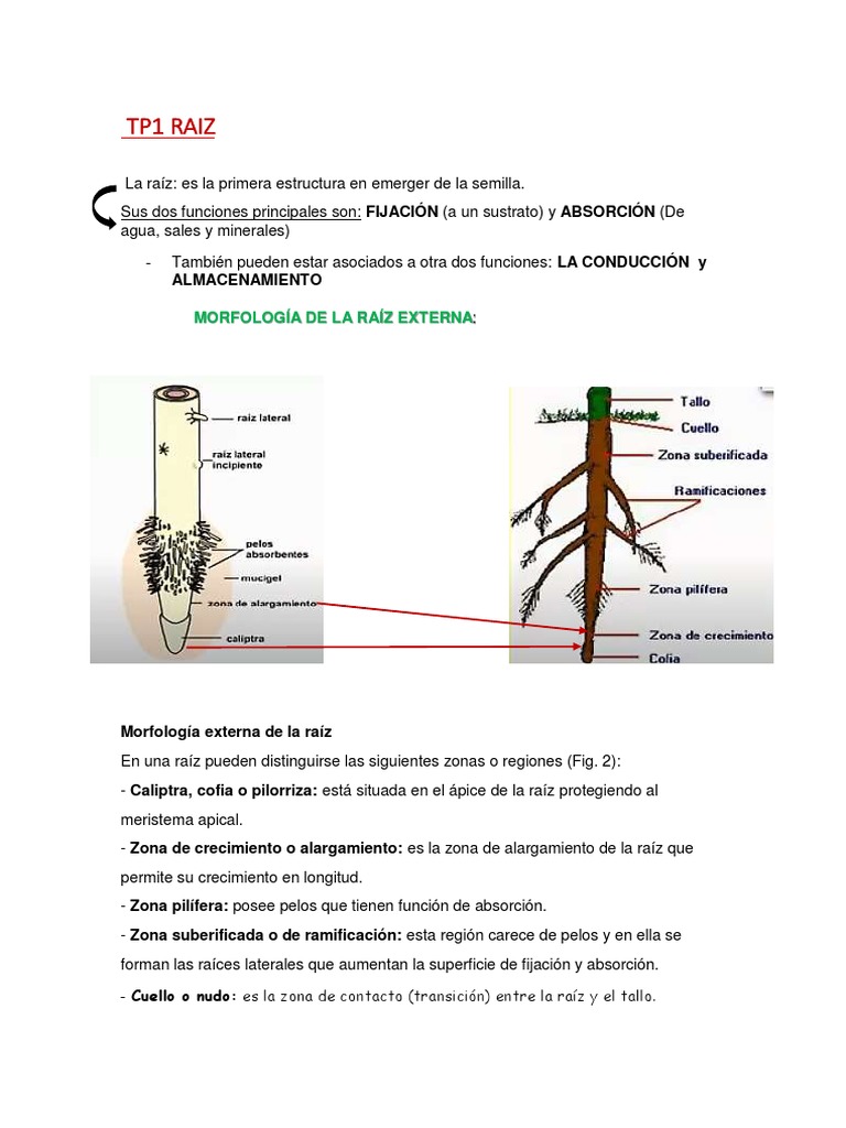 TP1 RAIz 2 | PDF | Raíz | Tallo de la planta