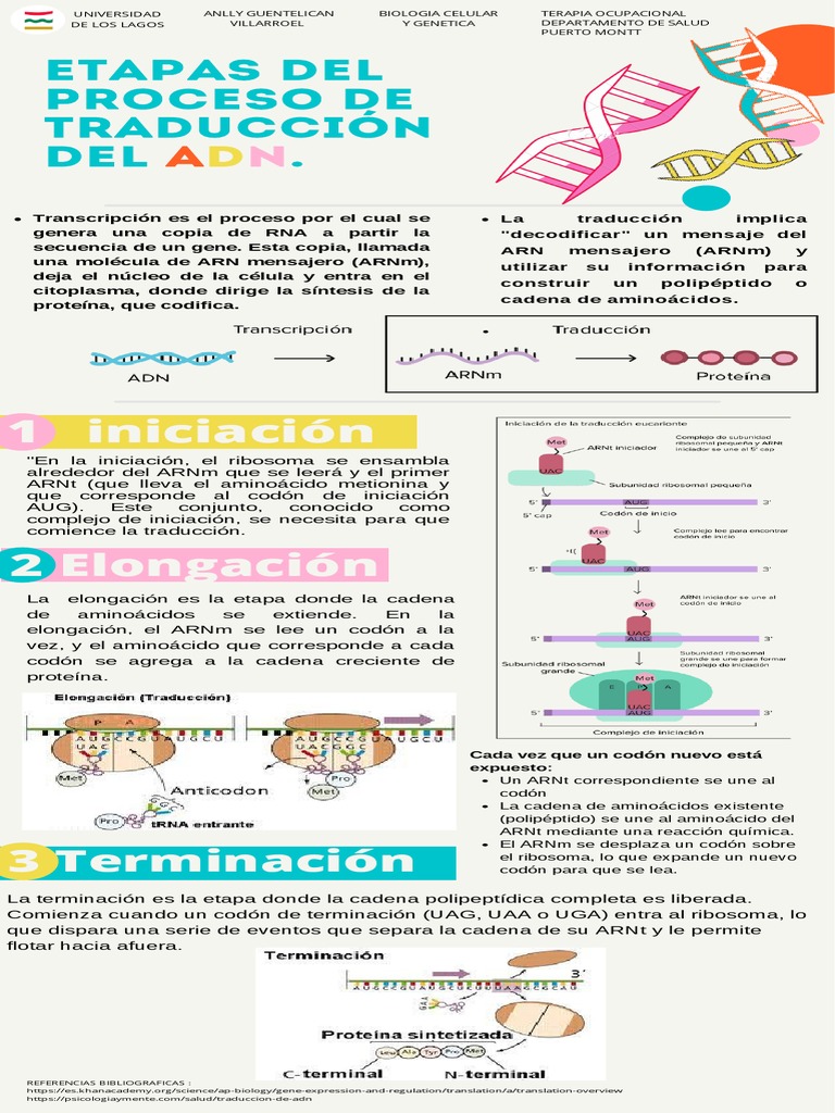 Etapas De La Traducción Del Adn Pdf Traducción Biología Codigo