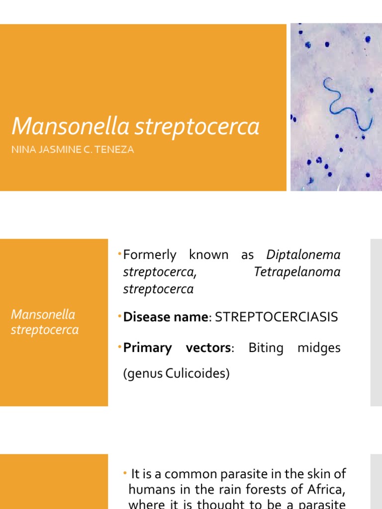 Mansonella Streptocerca | PDF | Medical Specialties | Clinical Medicine