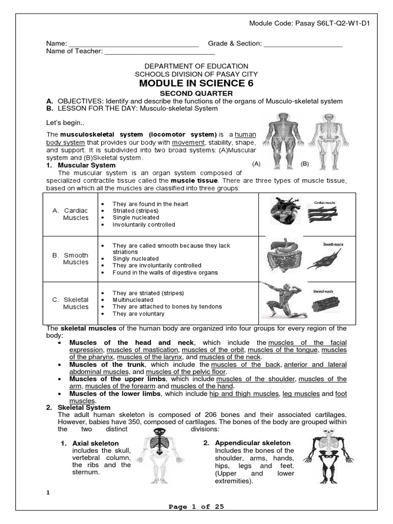 4 Science6Q2Week1 | PDF | Skin | Human Musculoskeletal System