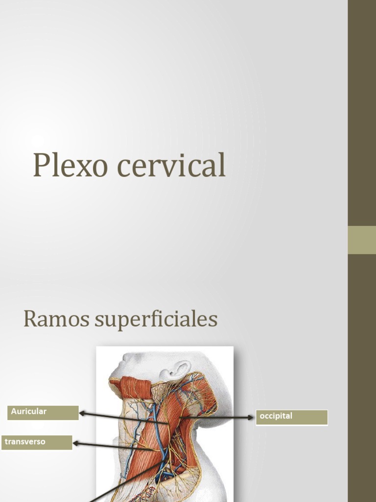 Plexo Cervical | PDF