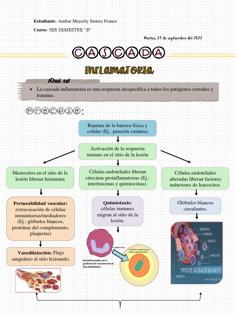 Cascada Inflamatoria | PDF | Inflamación | Fisiología