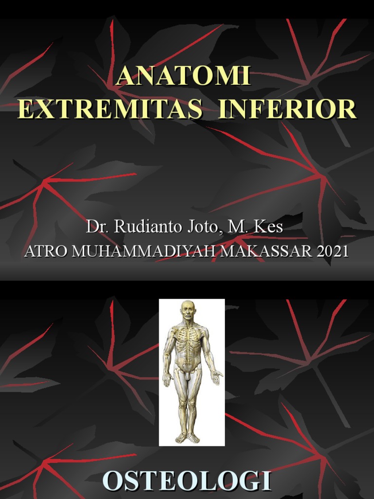 Anatomi Extremitas Inferior Manusia | PDF | Human Leg | Skeletal System
