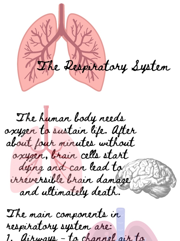 The Respiratory System | PDF